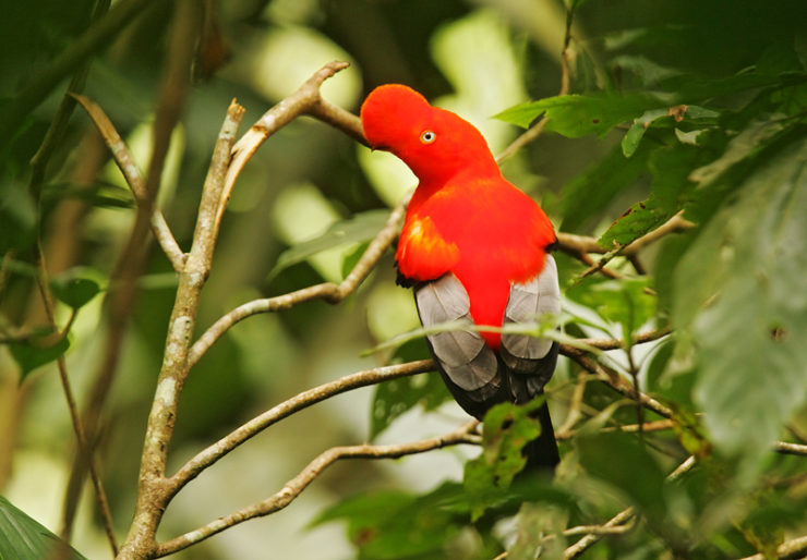 oiseau amazonie coqs de roche – Mon Pérou